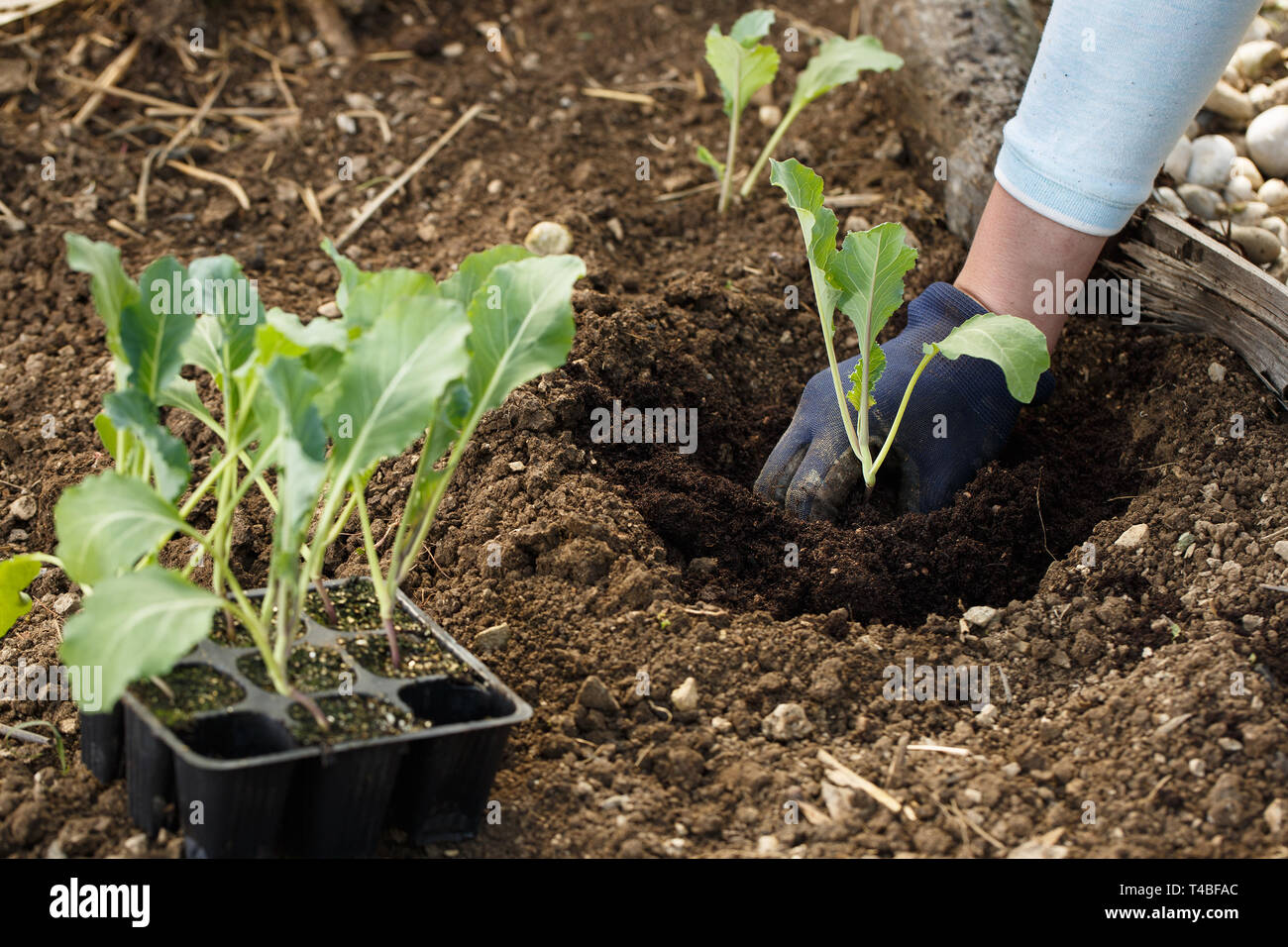 Gardener planting cauliflower seedlings in freshly ploughed garden beds ...