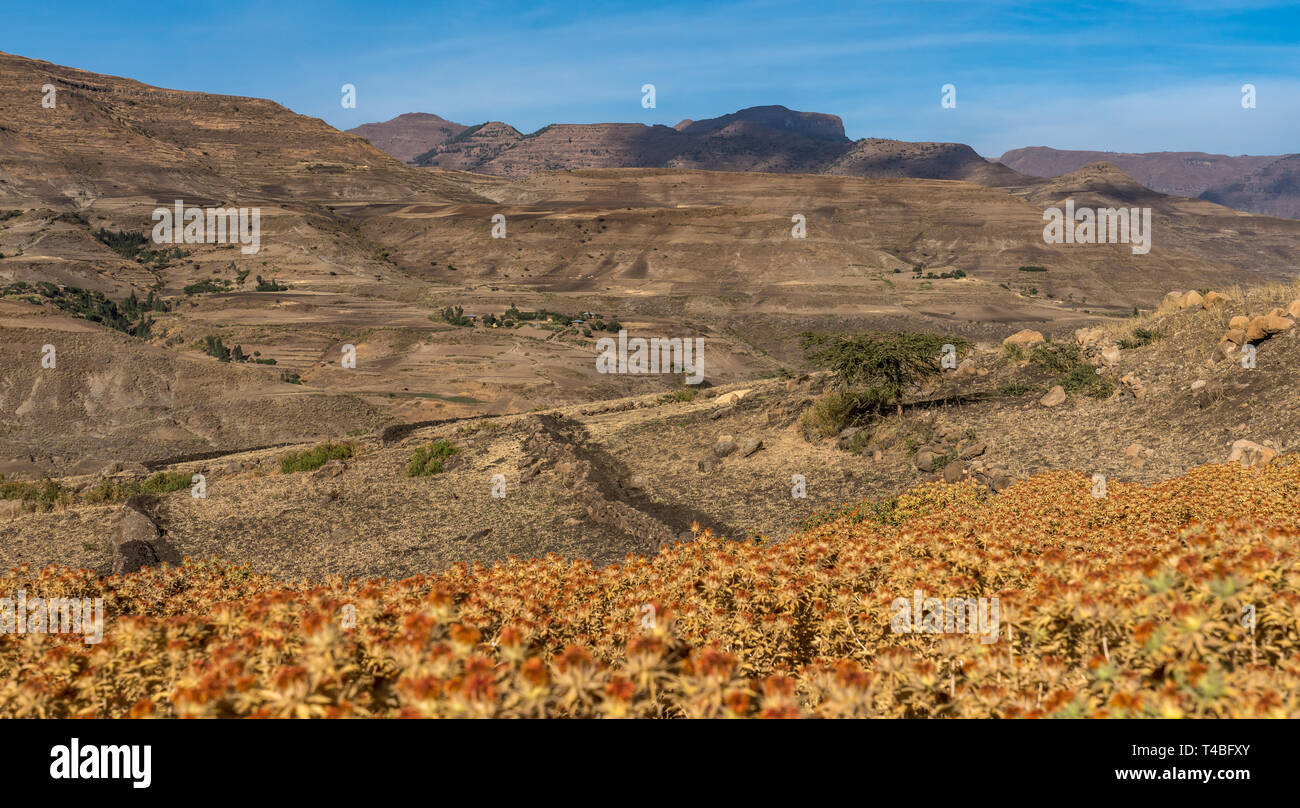 Saflor flower field between in Tigray, Northern Ethiopia, Africa Stock ...