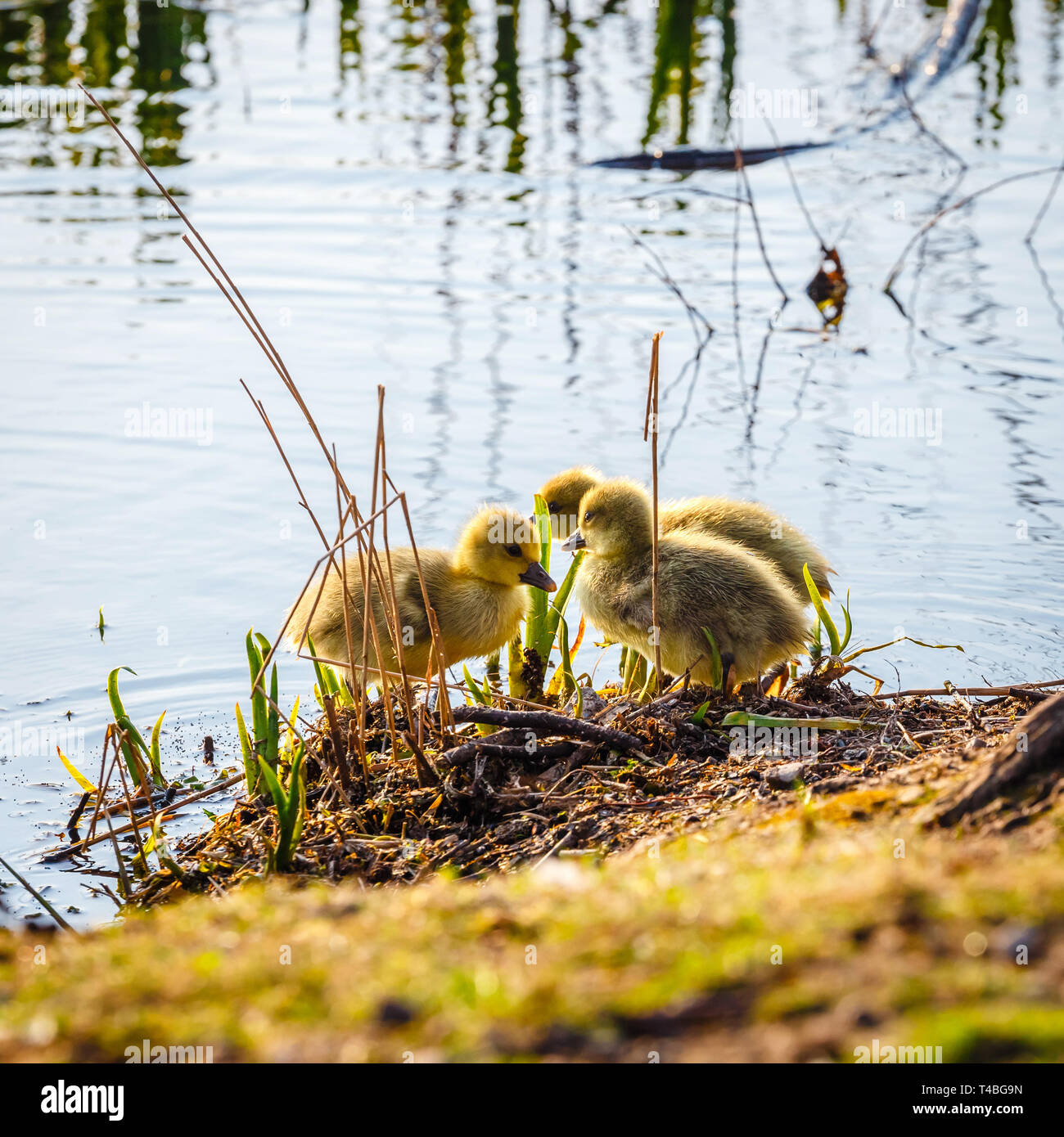 The European Greylags Goose with Chicks, closeup Stock Photo - Alamy