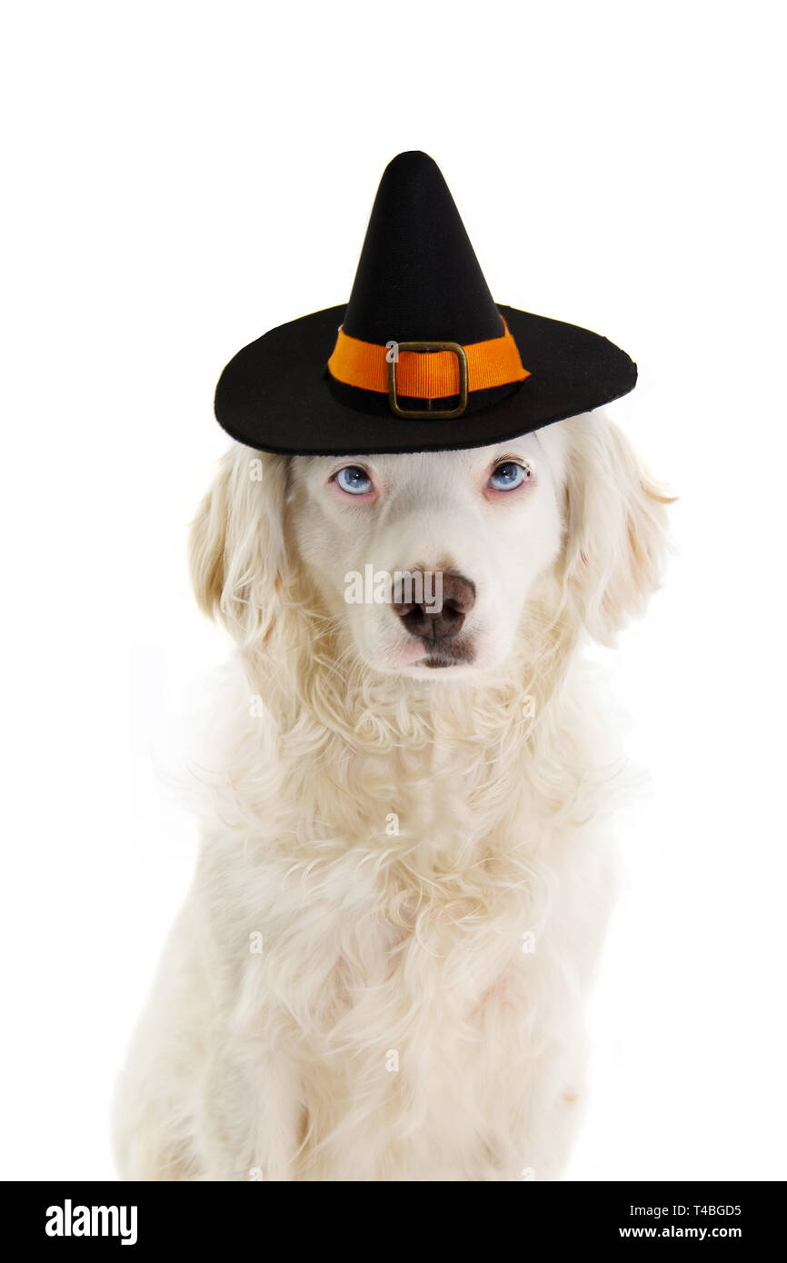 DOG HALLOWEEN COSTUME. PUPPY WEARING A ORANGE WIZARD OR WITCH HAT ...