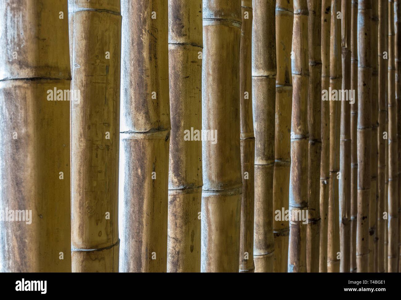 Natural texture of bamboo sticks Stock Photo - Alamy
