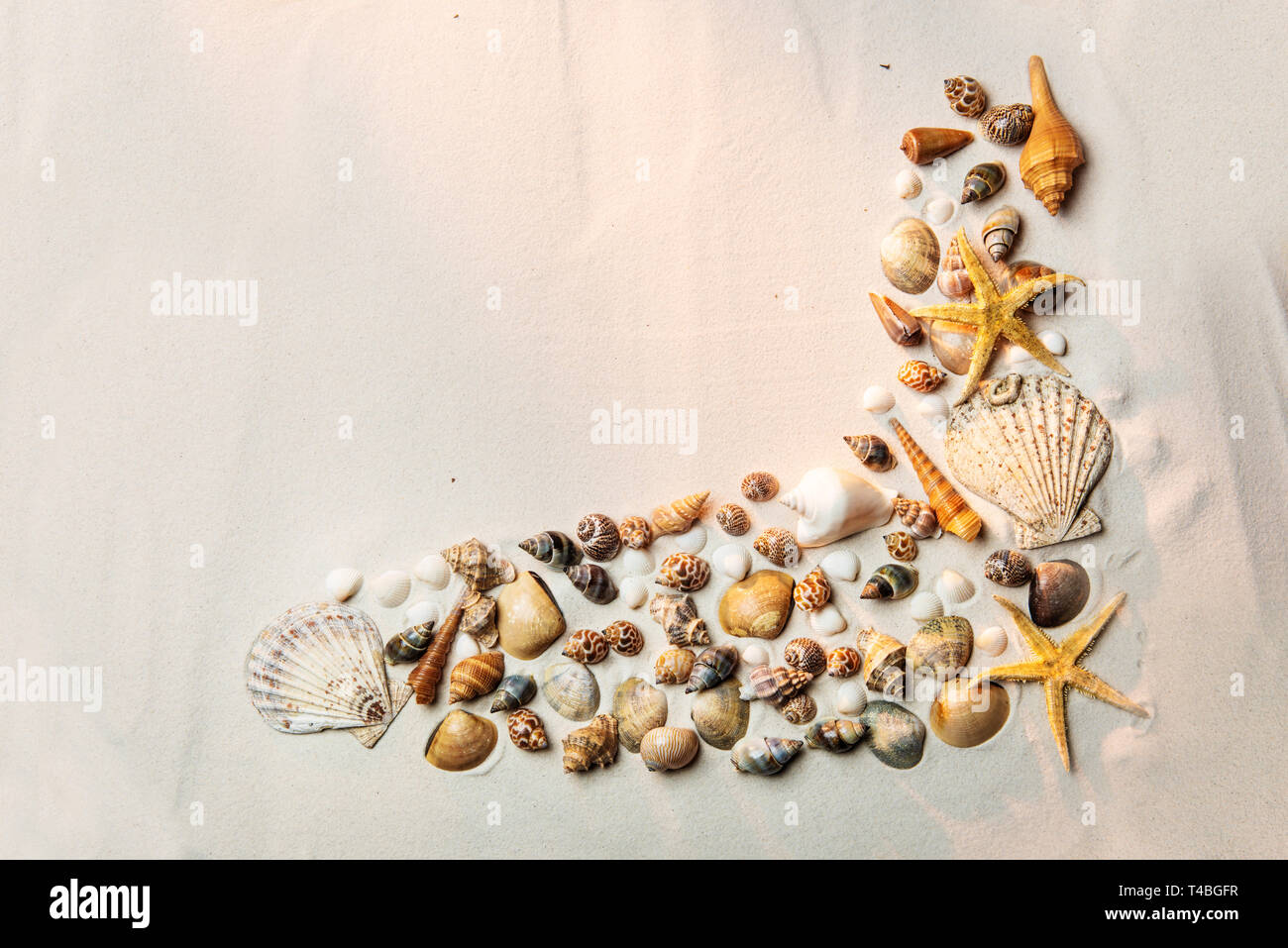 Top view of shells on sandy beach. Summer background Stock Photo - Alamy