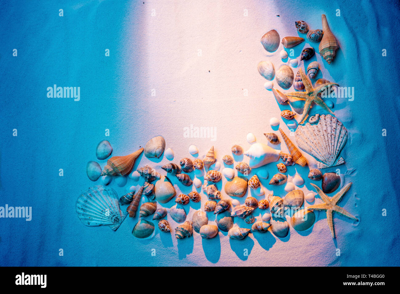 Beach scene shells starfish hi-res stock photography and images - Alamy