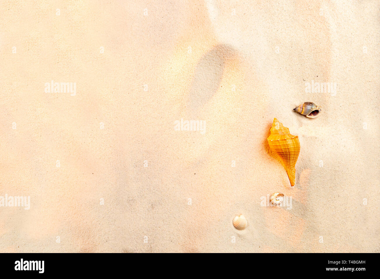 Top view of shells on sandy beach. Summer background Stock Photo - Alamy