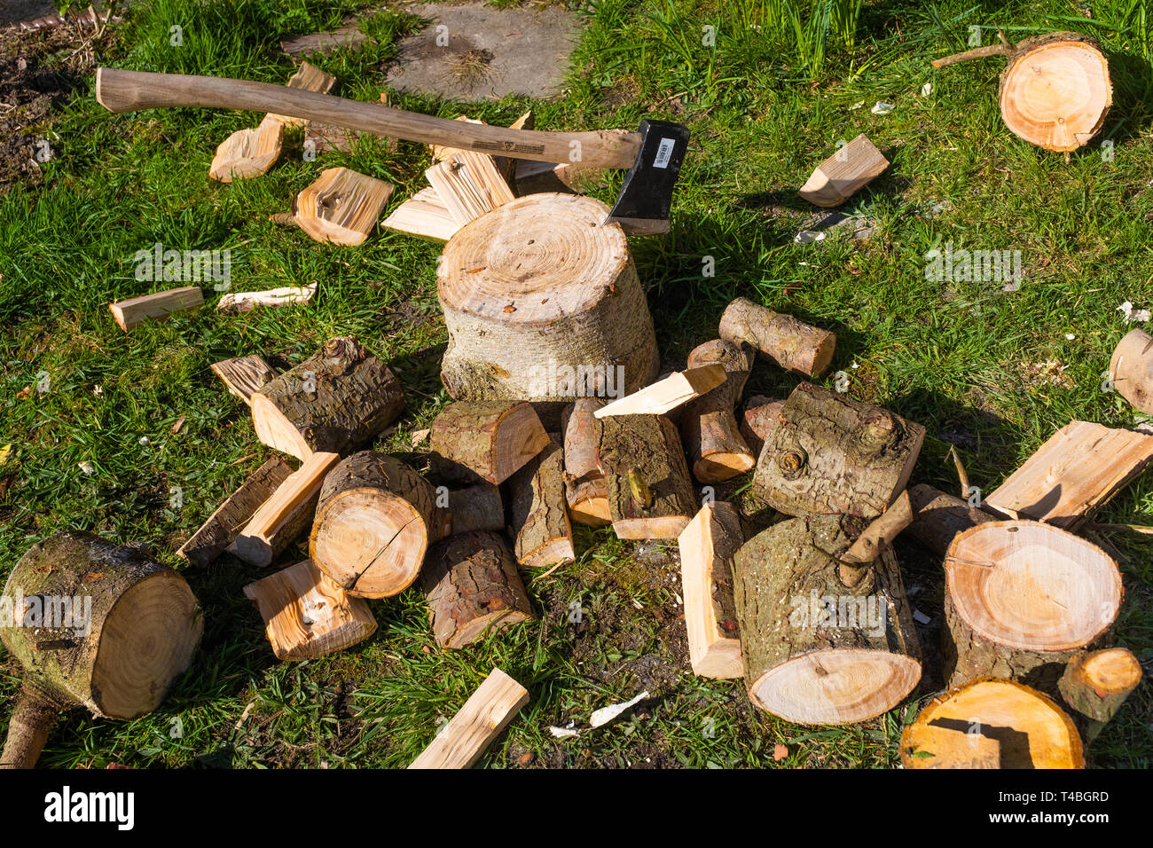 Axed tree hi-res stock photography and images - Alamy