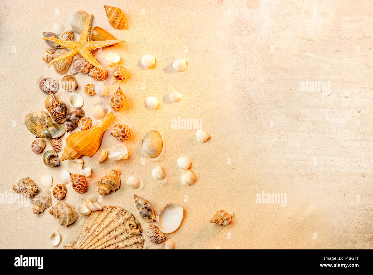 Top view of shells on sandy beach. Summer background Stock Photo - Alamy