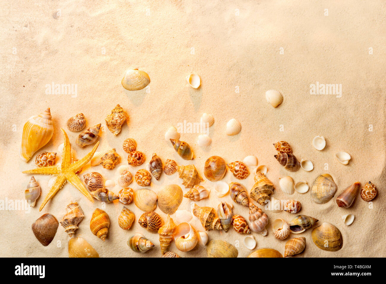 Top view of shells on sandy beach. Summer background Stock Photo - Alamy