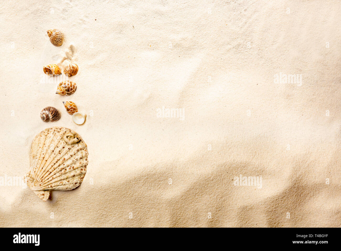 Top view of shells on sandy beach. Summer background Stock Photo - Alamy