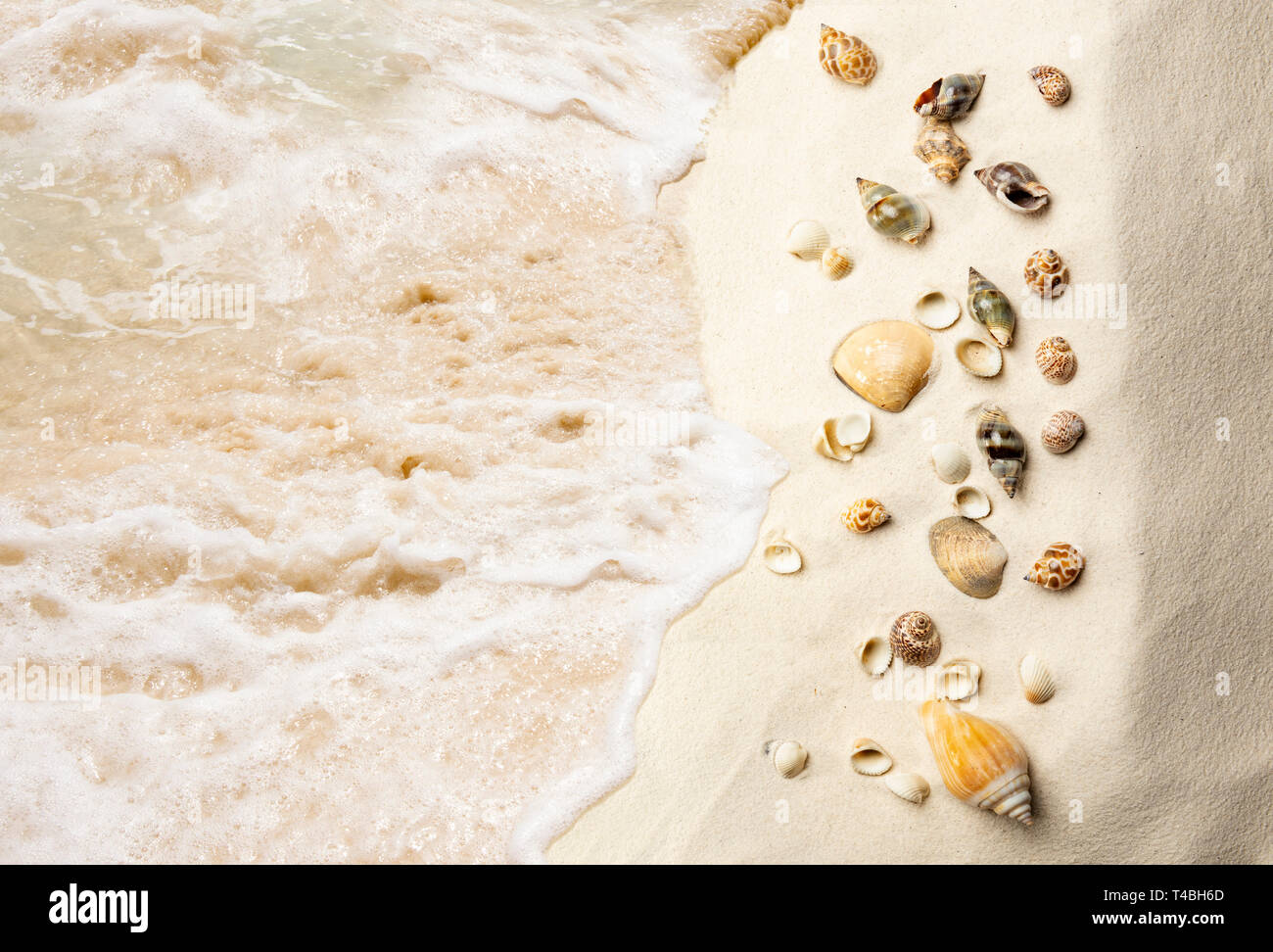 Top view of shells on the sandy beach with wave. Summer background ...