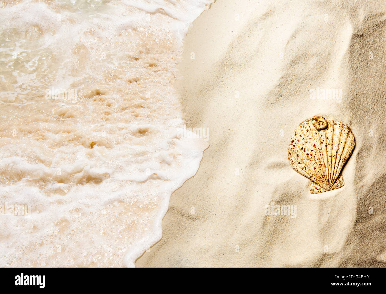 Top view of shells on the sandy beach with wave. Summer background ...