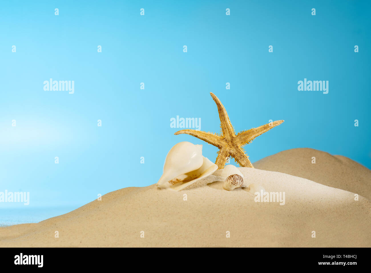 Close up view of shells on the sandy beach with blue sky background ...