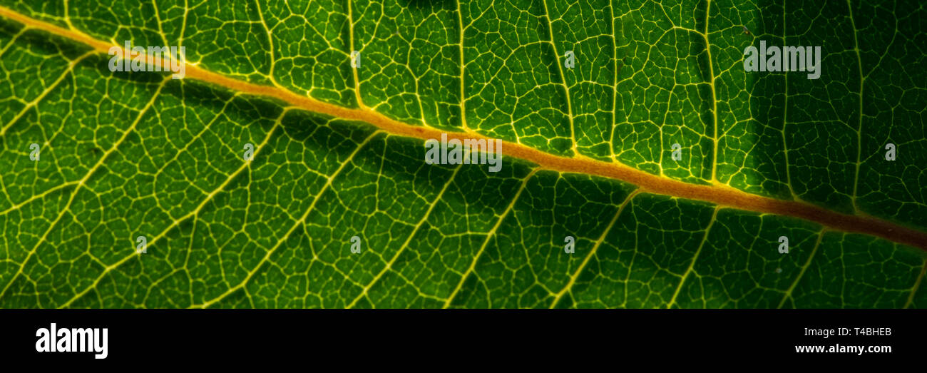 Leaf capillaries hi-res stock photography and images - Alamy