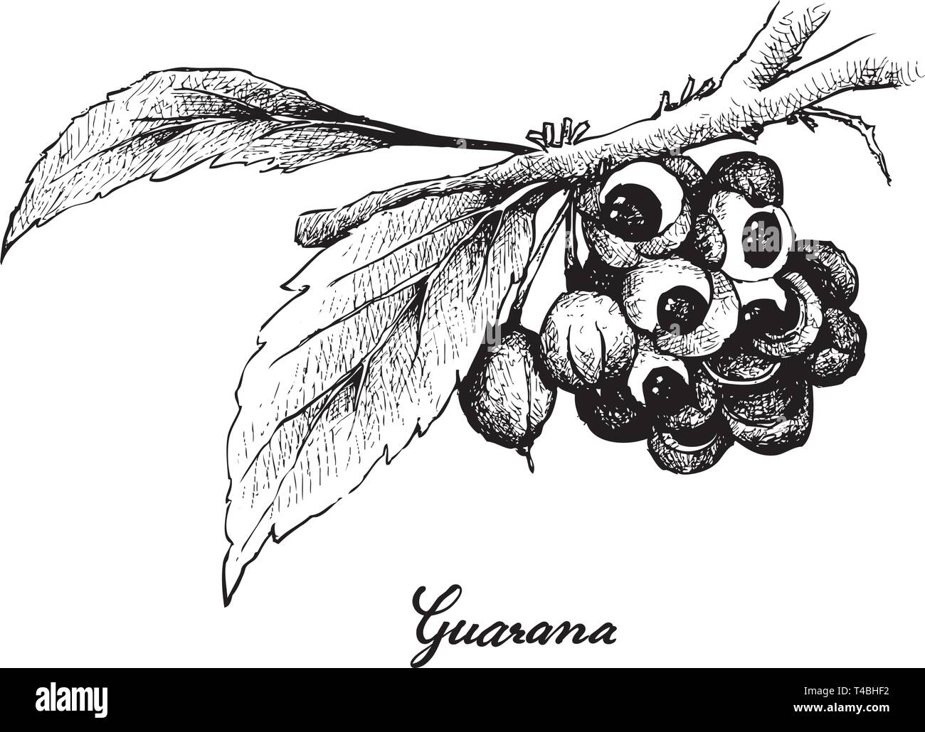 Vegetable, Illustration of Hand Drawn Sketch Red Guarana or Paullinia ...