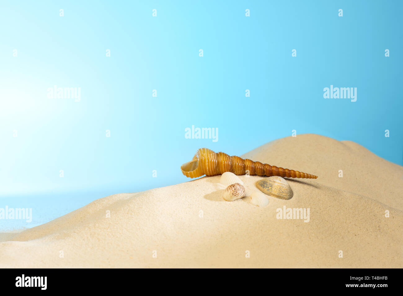 Close up view of shells on the sandy beach with blue sky background ...