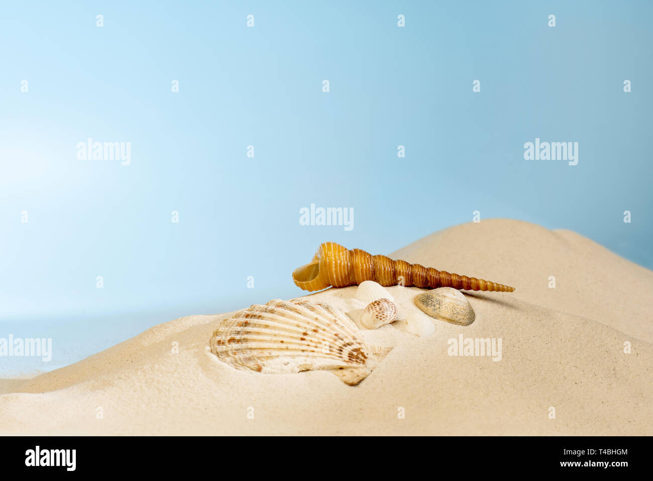Close up view of shells on the sandy beach with blue sky background ...