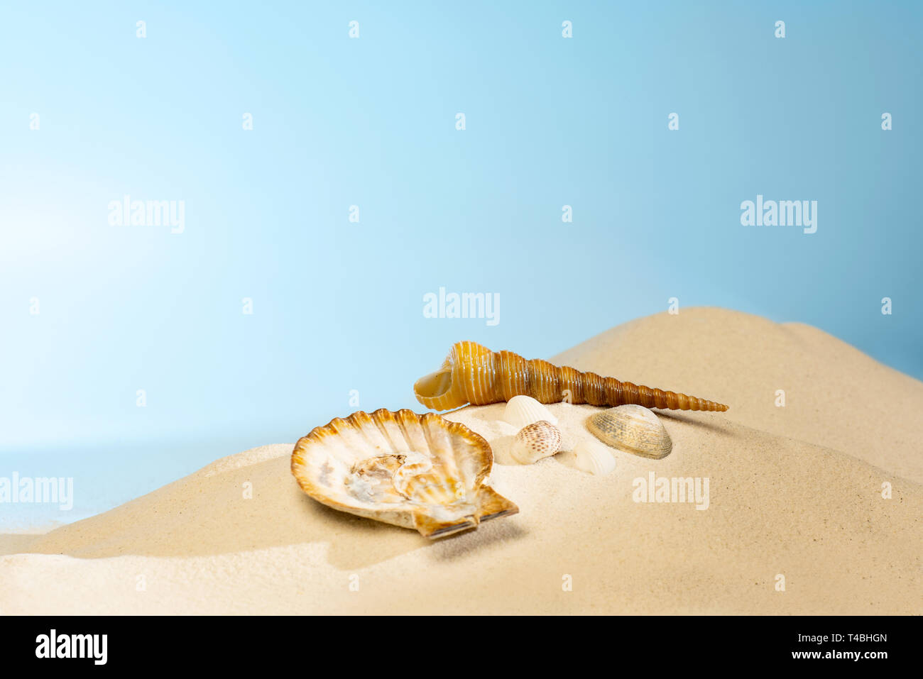 Close up view of shells on the sandy beach with blue sky background ...