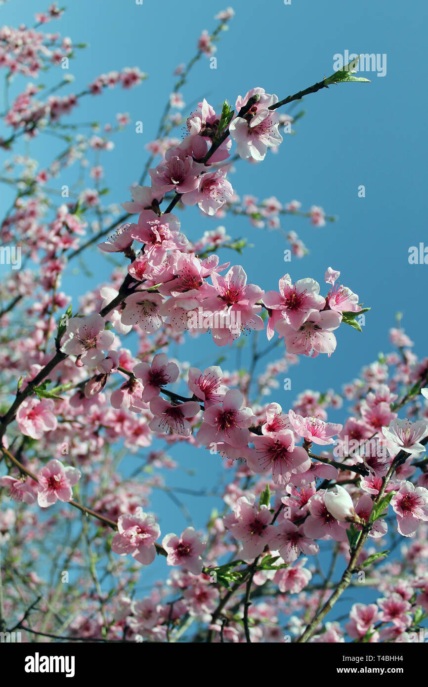pink cherry blossom flower in spring time over blue sky Stock Photo - Alamy