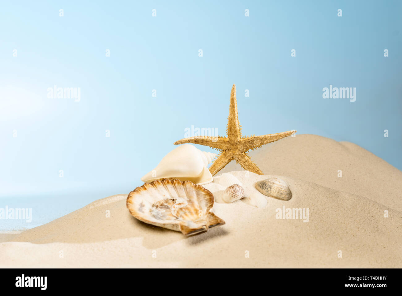 Close up view of shells on the sandy beach with blue sky background ...