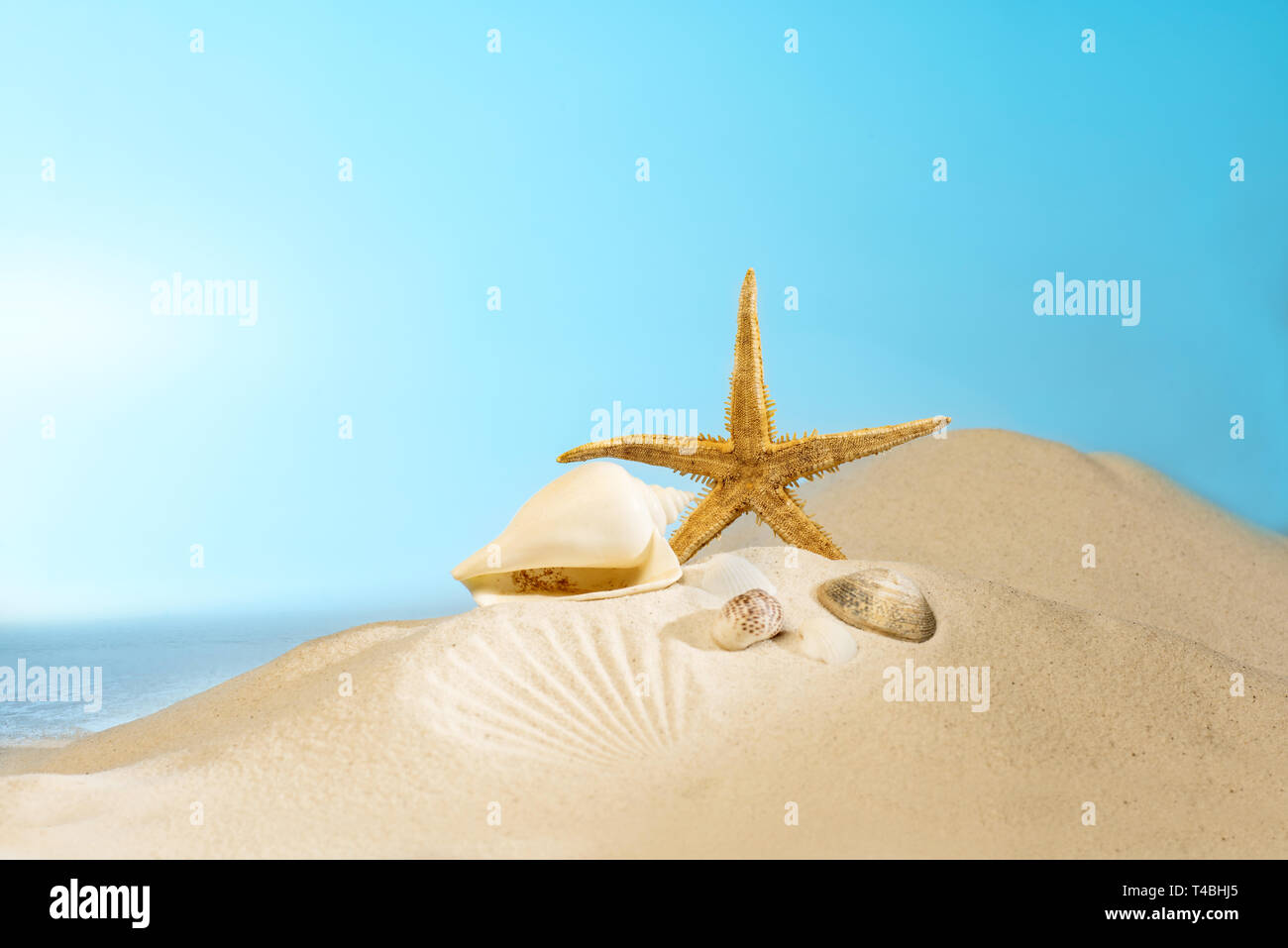 Close up view of shells on the sandy beach with blue sky background ...