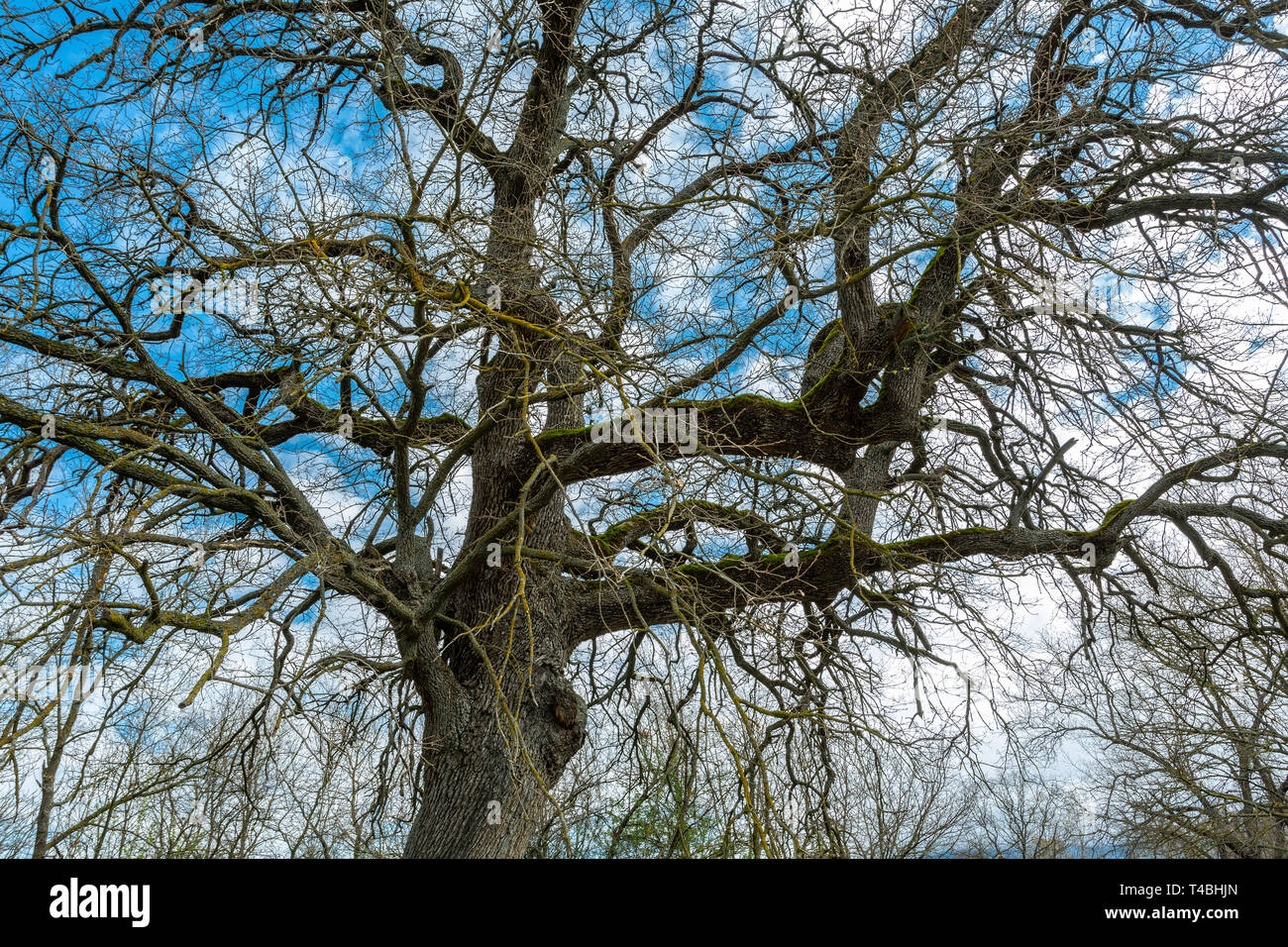 Big alone tree hi-res stock photography and images - Alamy