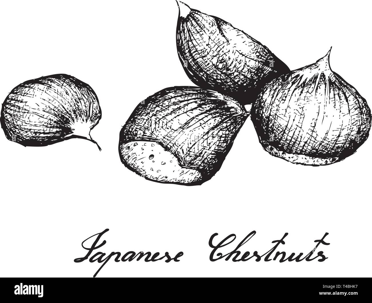 Castanea crenata Stock Vector Images - Alamy