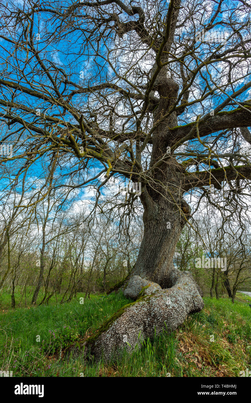 Vertical view oak trees hi-res stock photography and images - Alamy