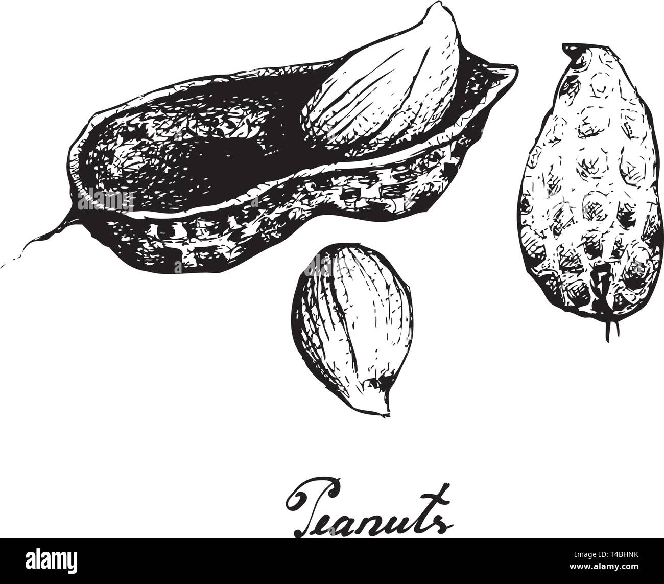 Illustration of Hand Drawn Sketch Fresh Peanuts or Groundnut with ...