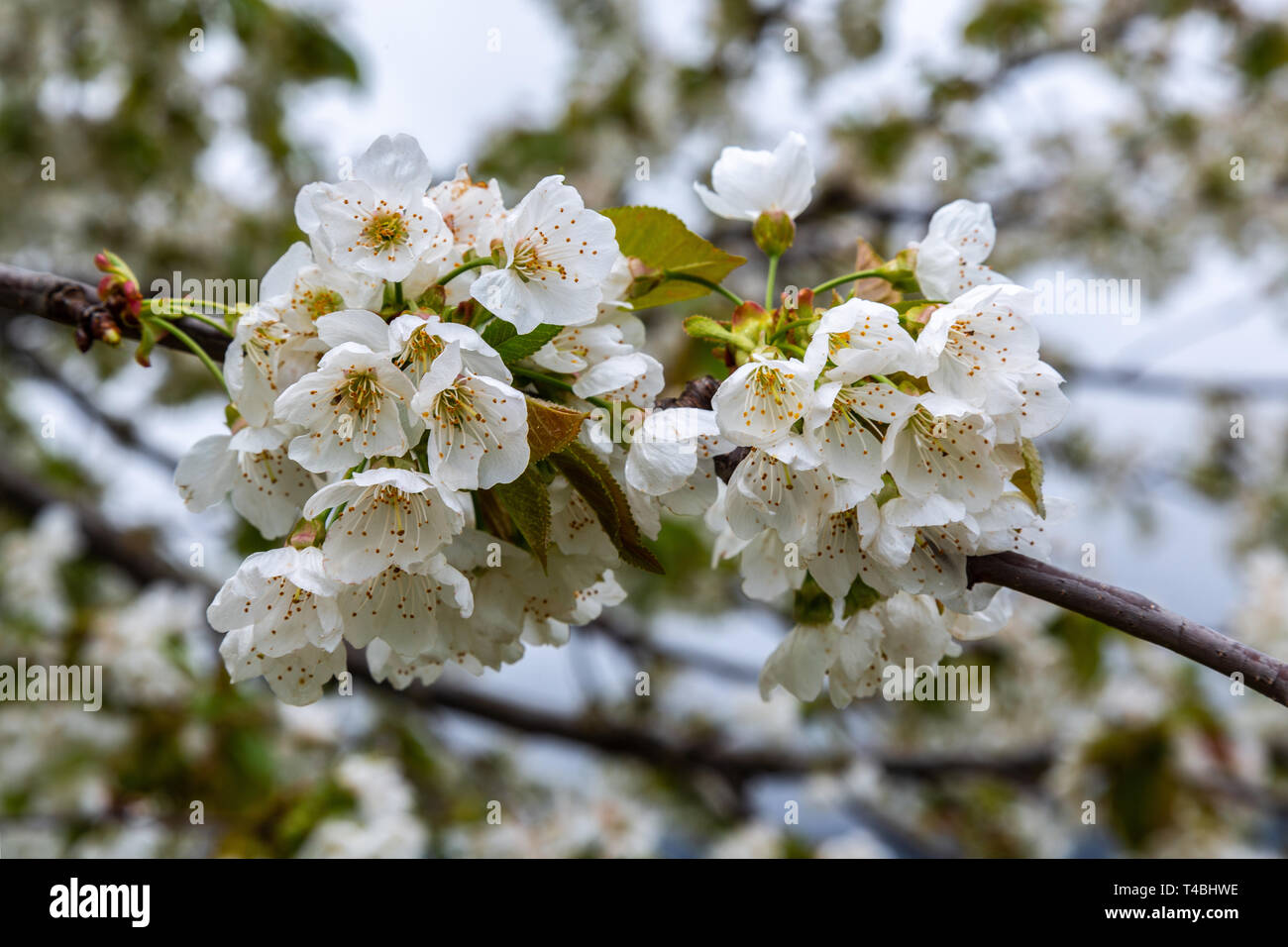 Cherry symbol icon hi-res stock photography and images - Alamy