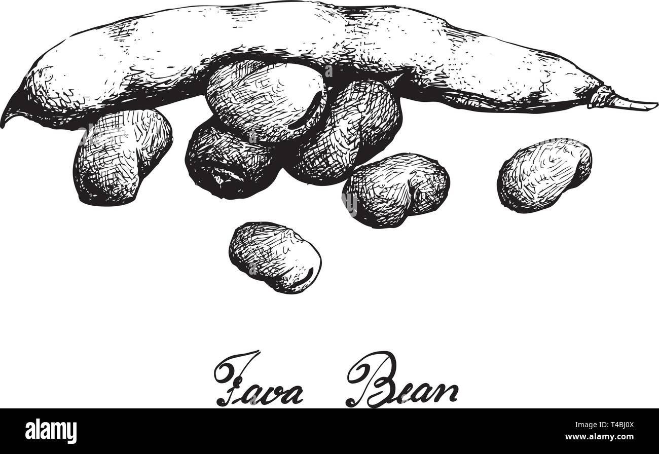 Raw fresh fava beans Stock Vector Images - Alamy