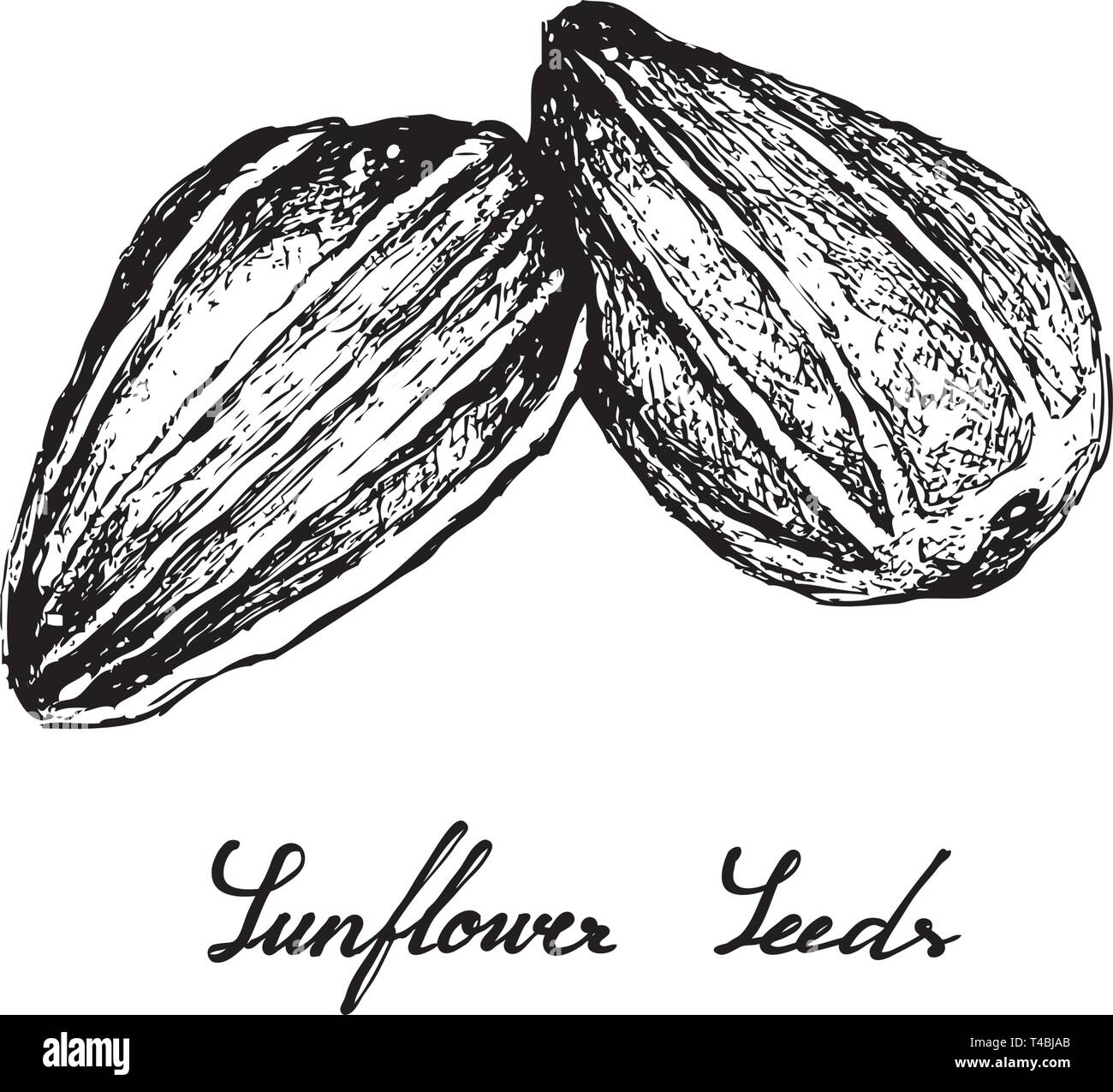 Sunflower Seed Drawing