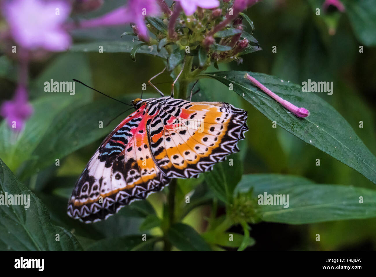 Cethosia cyane, the leopard lacewing, is a species of heliconiine ...