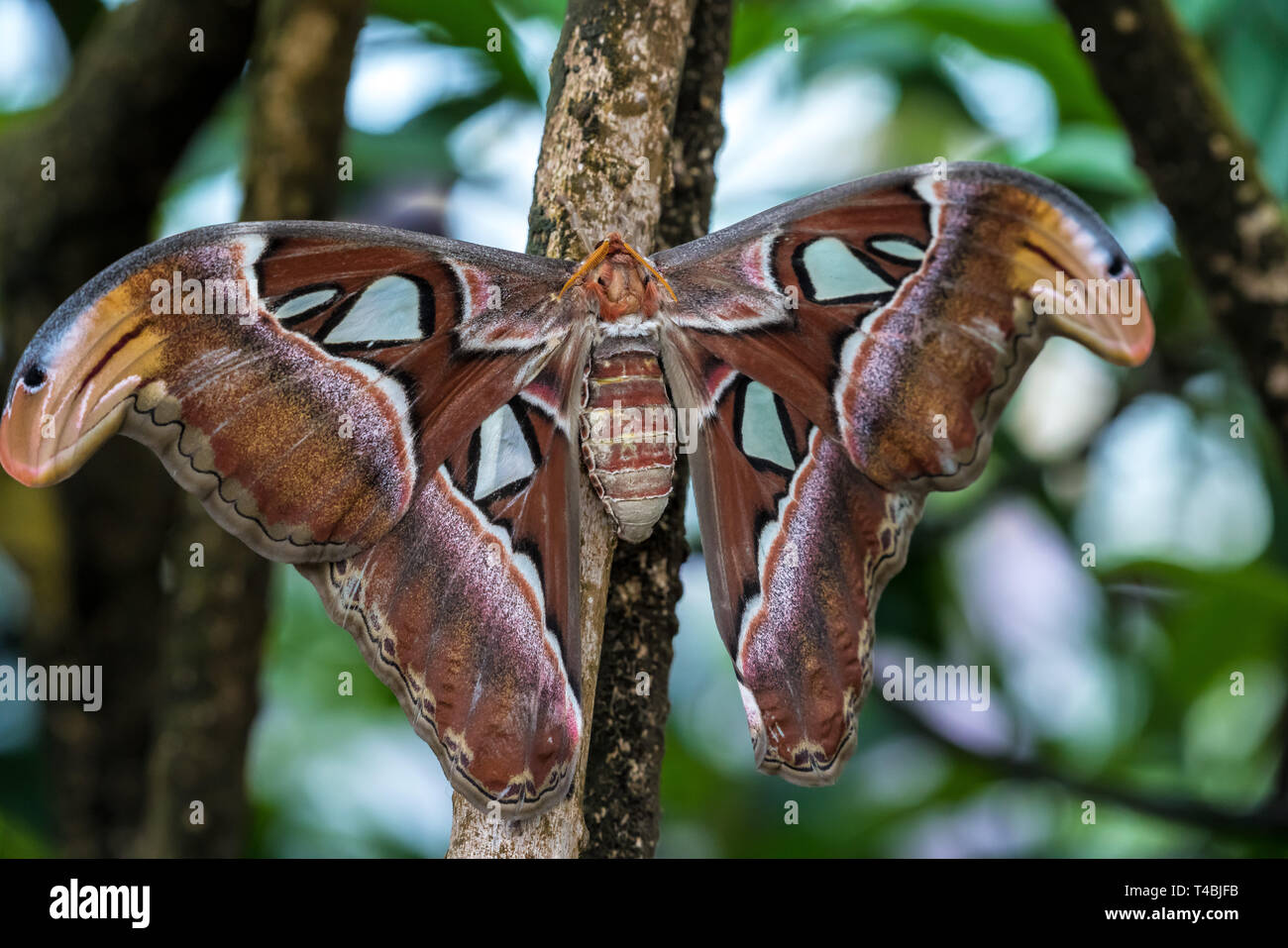 Atlas Moth Wingspan