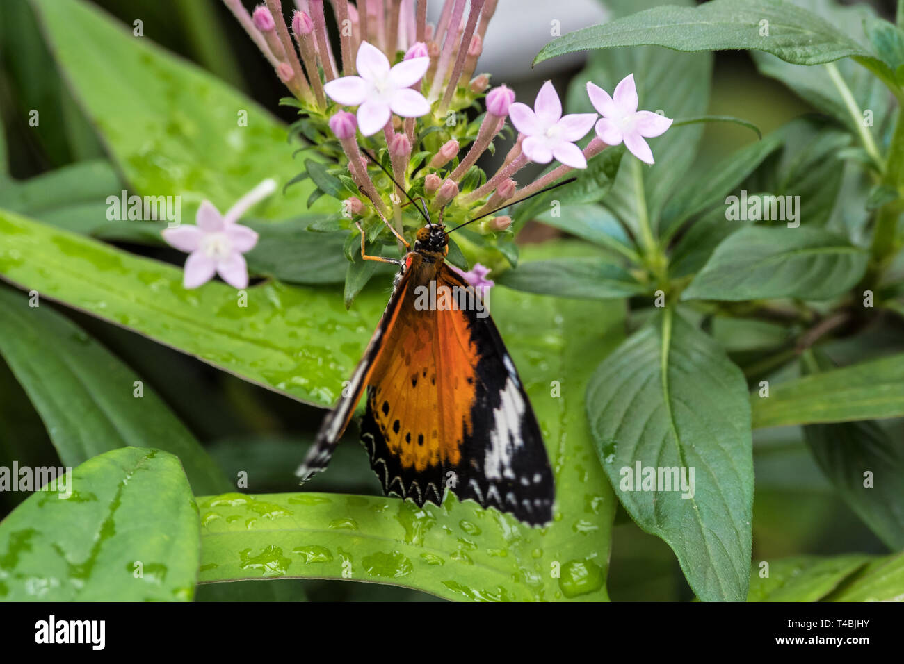 Cethosia cyane, the leopard lacewing, is a species of heliconiine ...