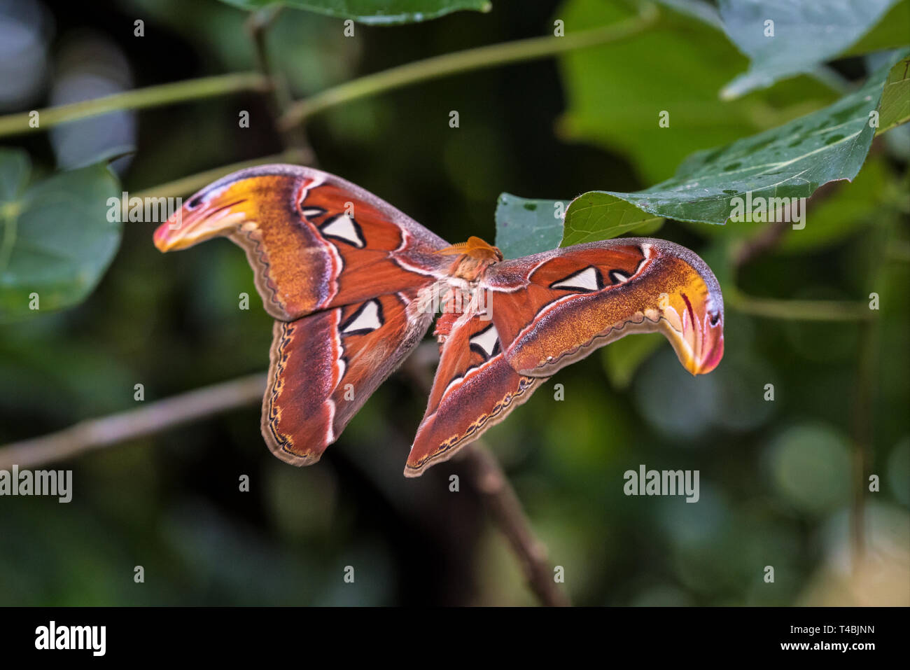 Atlas moth, Attacus atlas, these are the largest moths in the world ...