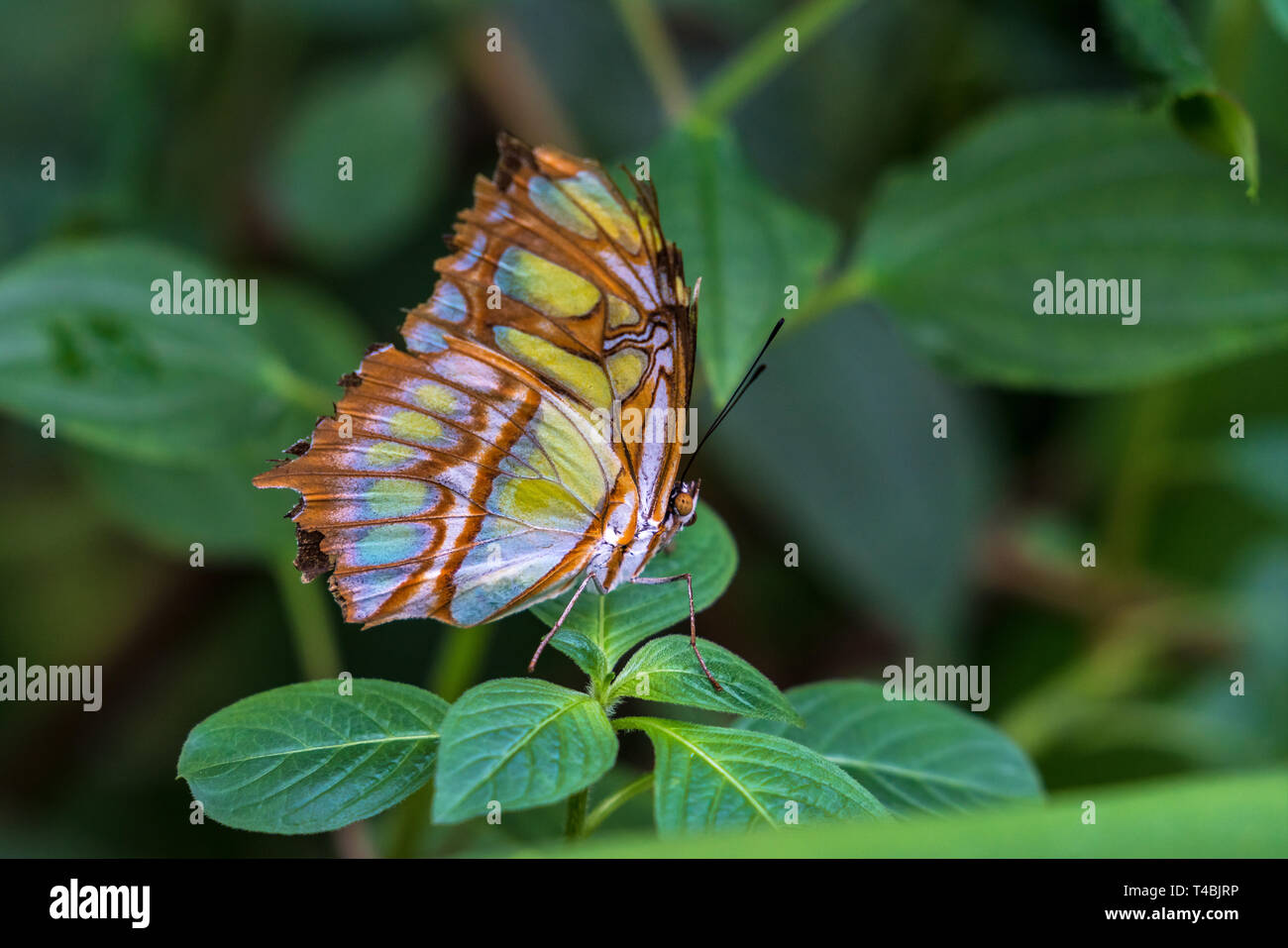 The malachite butterfly, Siproeta stelenes is a neotropical brush ...