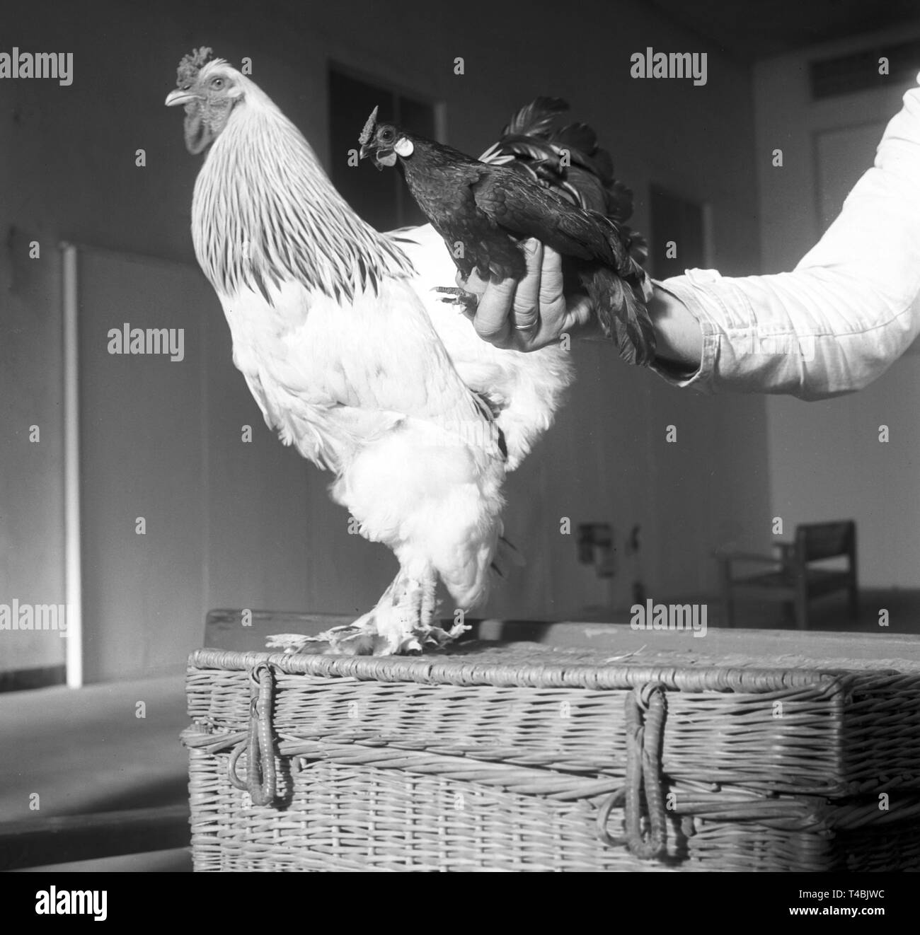 A Brahma chicken as the largest representative meets a Bantam chicken ...