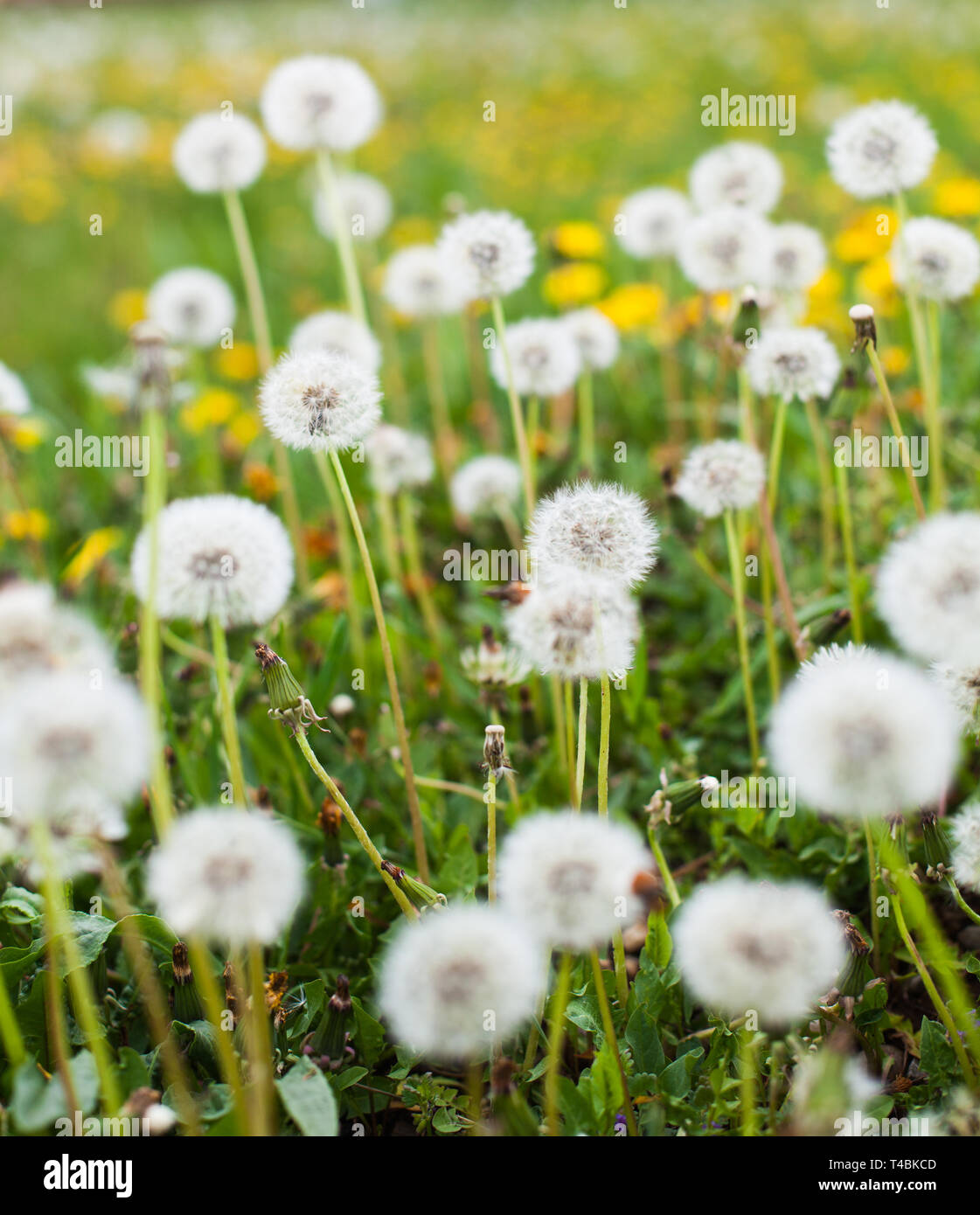 Dandelions clocks hi-res stock photography and images - Alamy