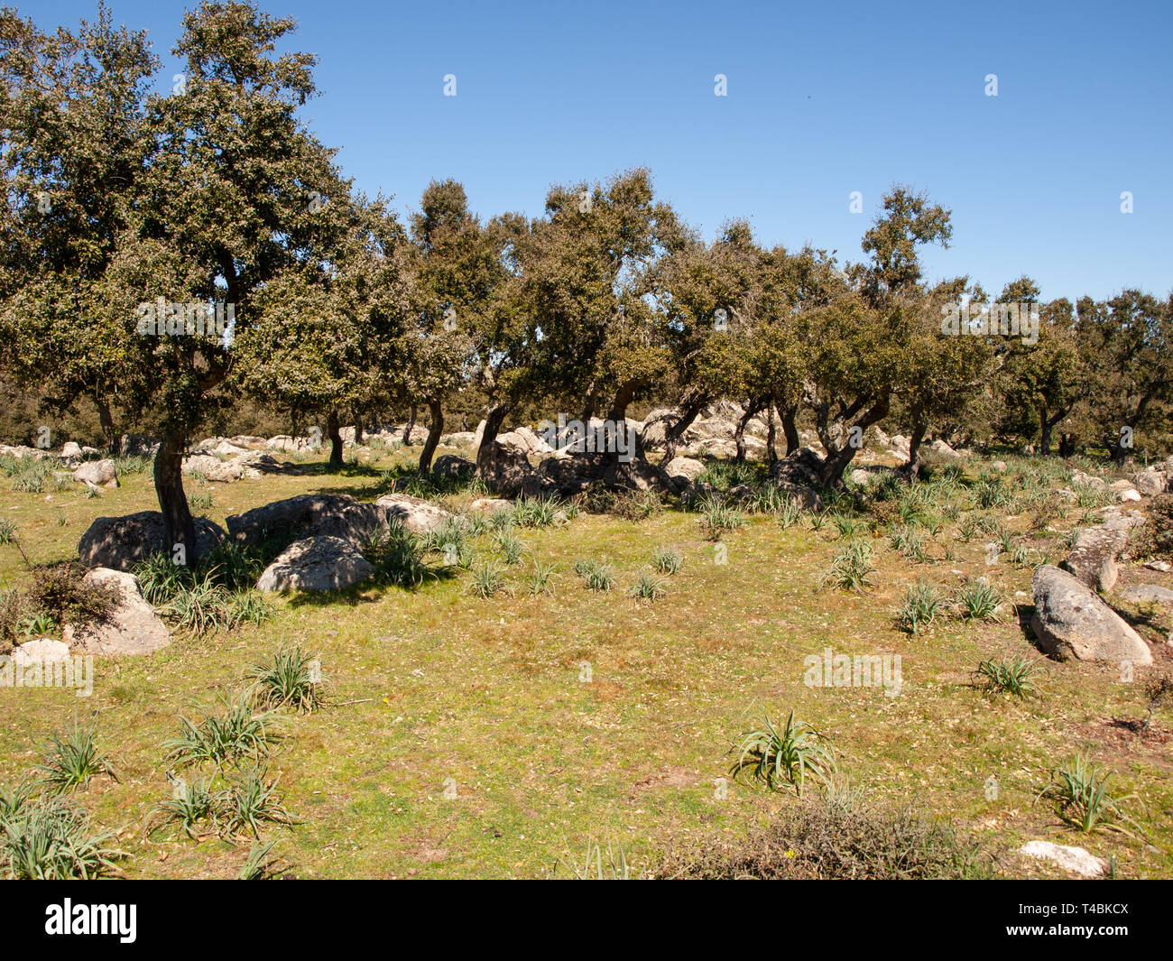 The Nuragic Complex of Noddule - archaeological excavations Stock Photo ...