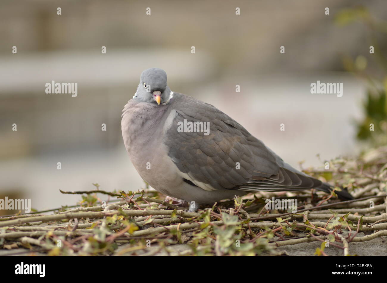 Pigeons of rome hi-res stock photography and images - Alamy