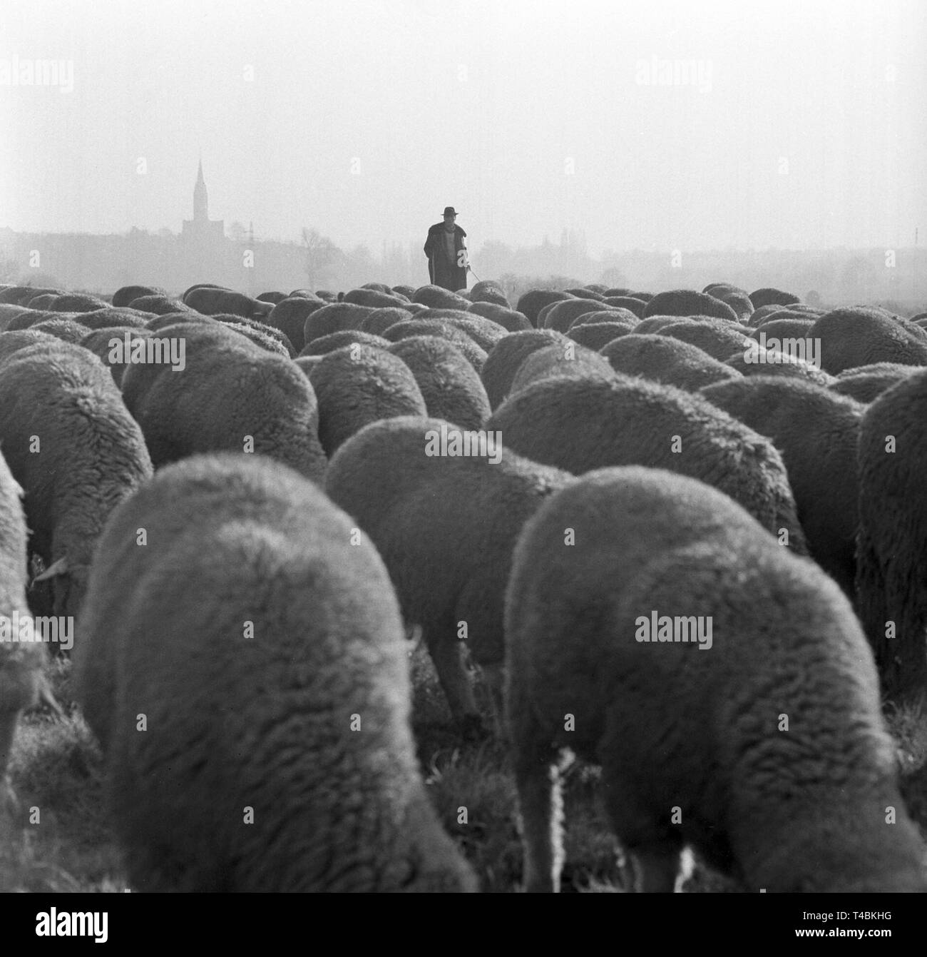 A sheperd watches over his flock of sheep between Frankfurt and ...