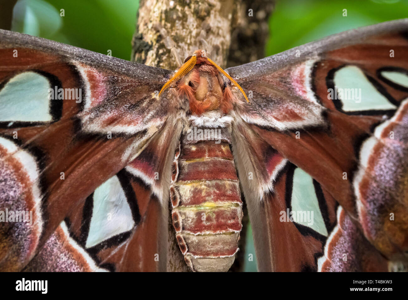 Atlas Moth Wingspan