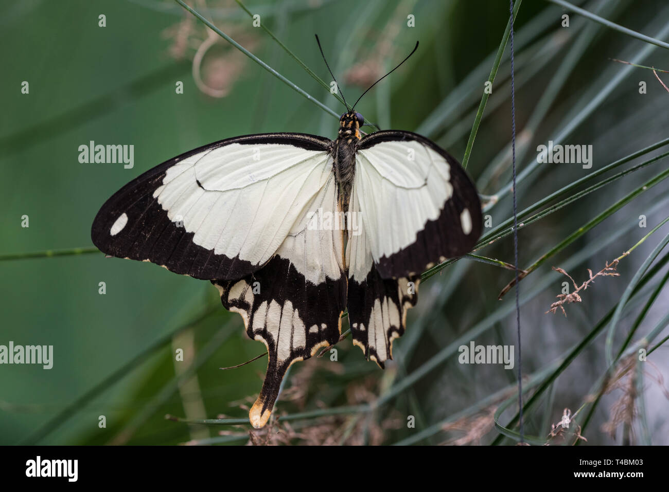 African White Swallowtail butterfly, Papilio dardanus, aka Flying ...