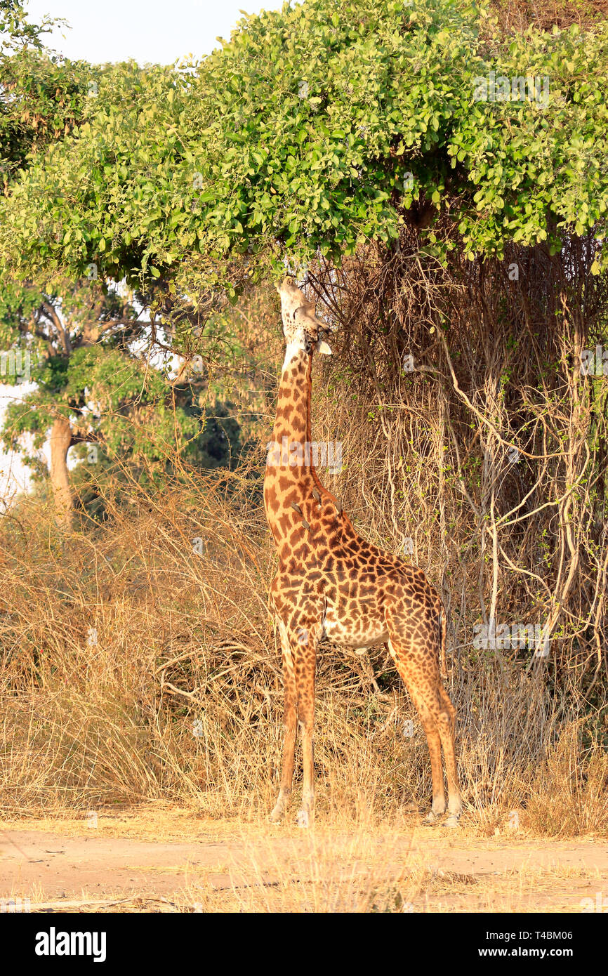 Tallest giraffe hi-res stock photography and images - Alamy