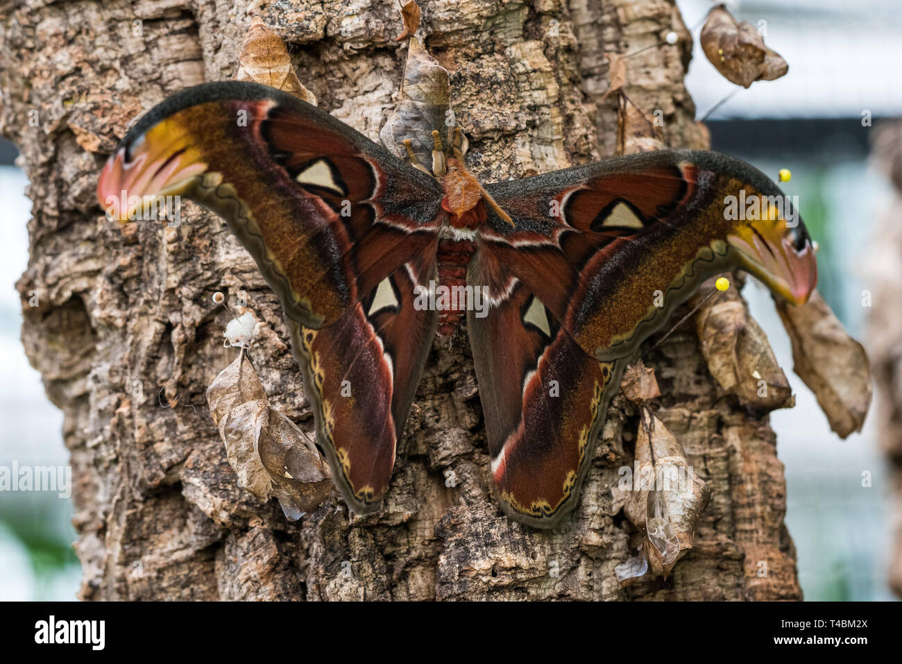 Atlas moth, Attacus atlas, these are the largest moths in the world ...