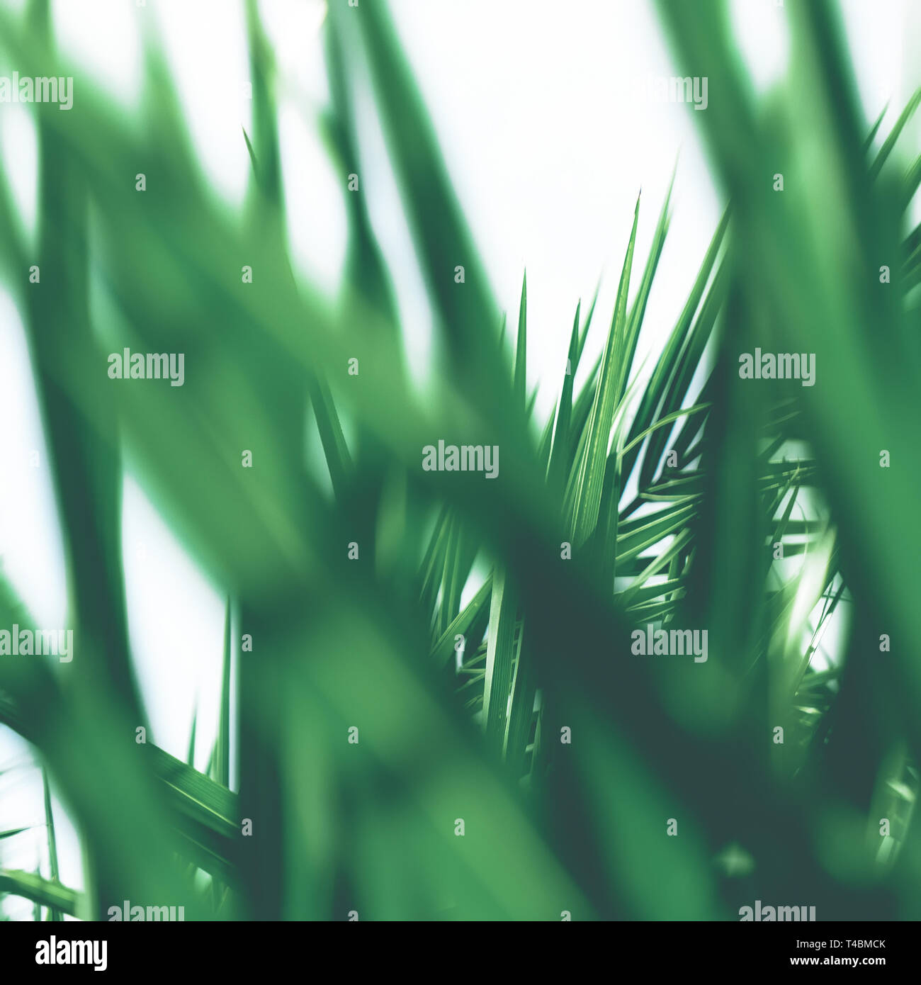 Botanical backdrop, exotic vacation and beauty in nature concept ...