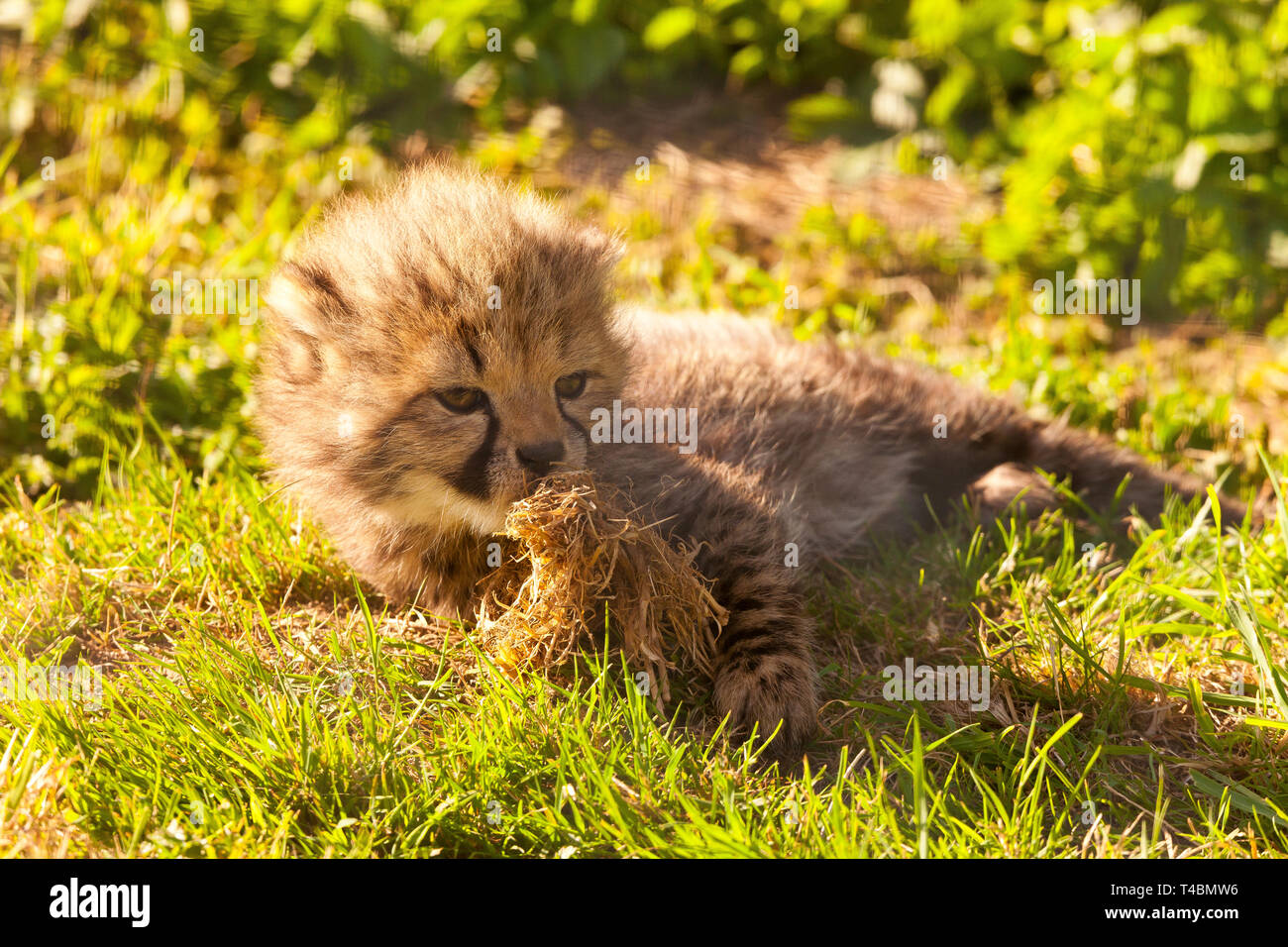 Cheetah Cub ( Acinonyx jubatus ) Lying On Grass Stock Photo - Alamy