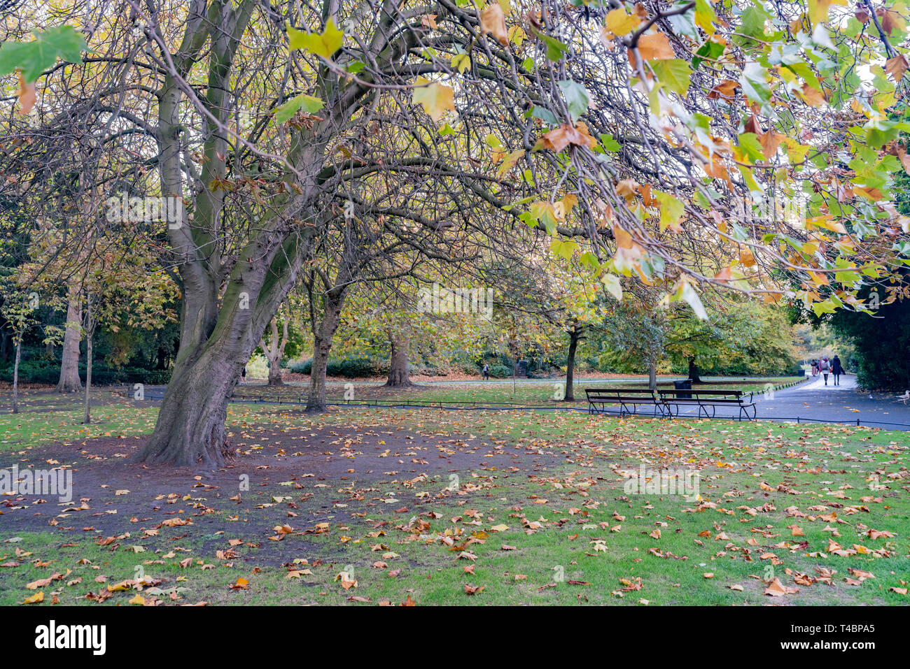 Morning natural scene with bridge, lake, trees at St Stephen's Green ...