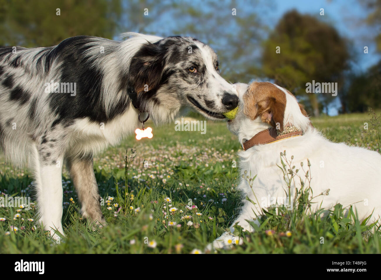 English Setter Border Collie Mix