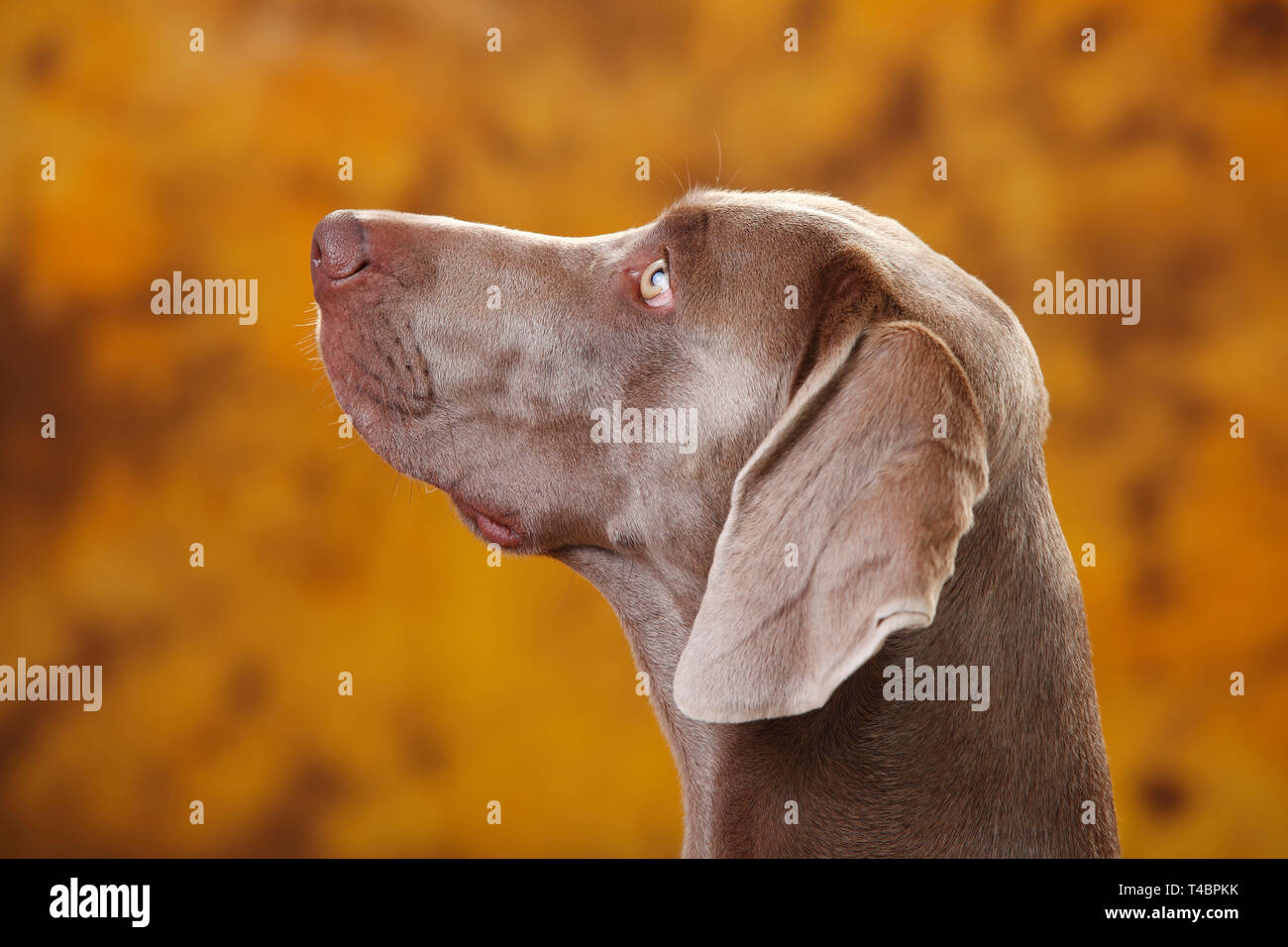 Pets weimaraner hi-res stock photography and images - Alamy