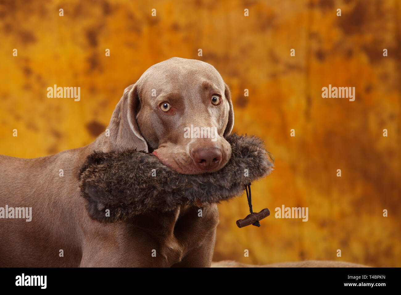 Dummy animals hi-res stock photography and images - Alamy